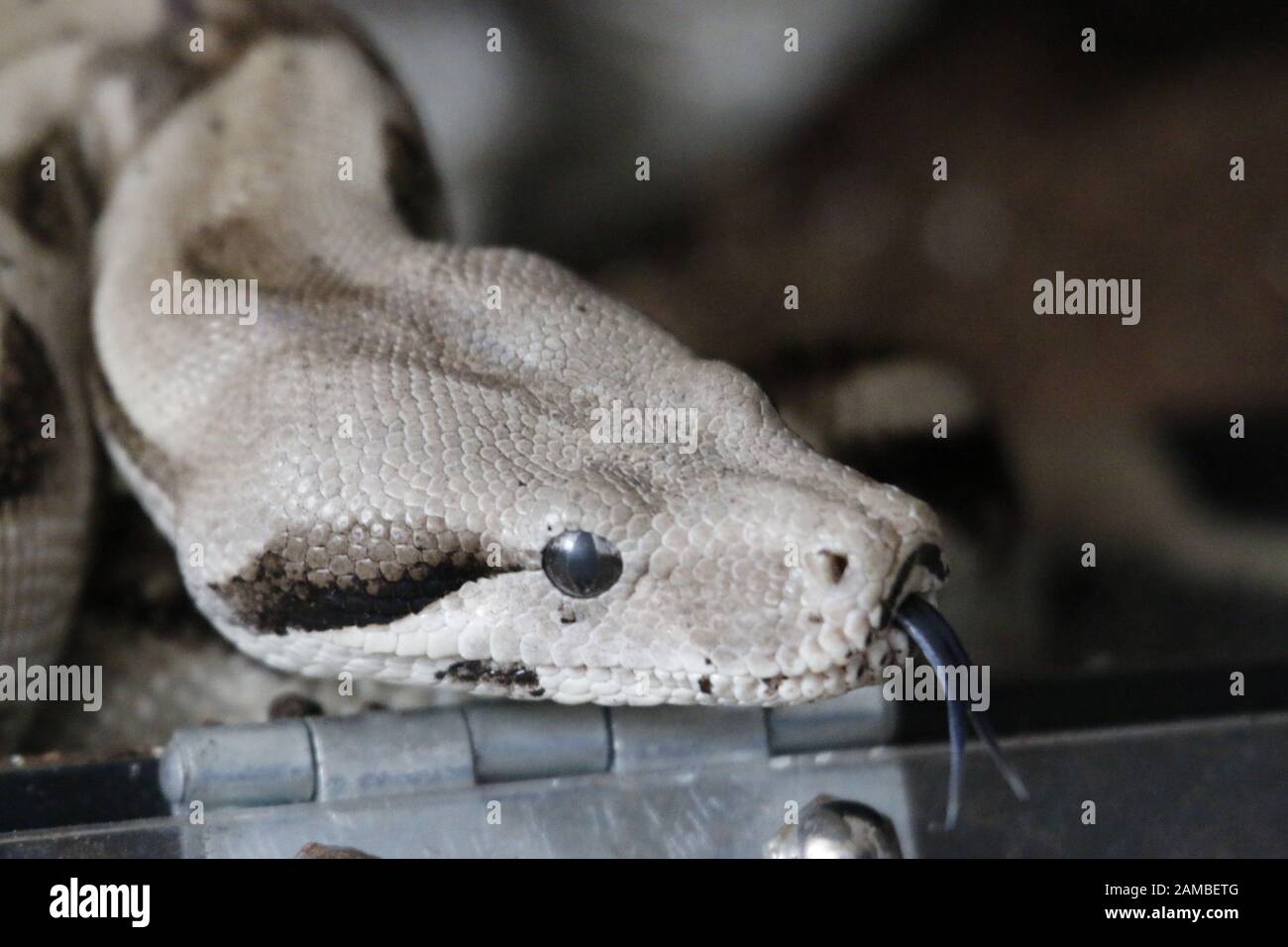 Schwarze blinde schlange -Fotos und -Bildmaterial in hoher Auflösung ...