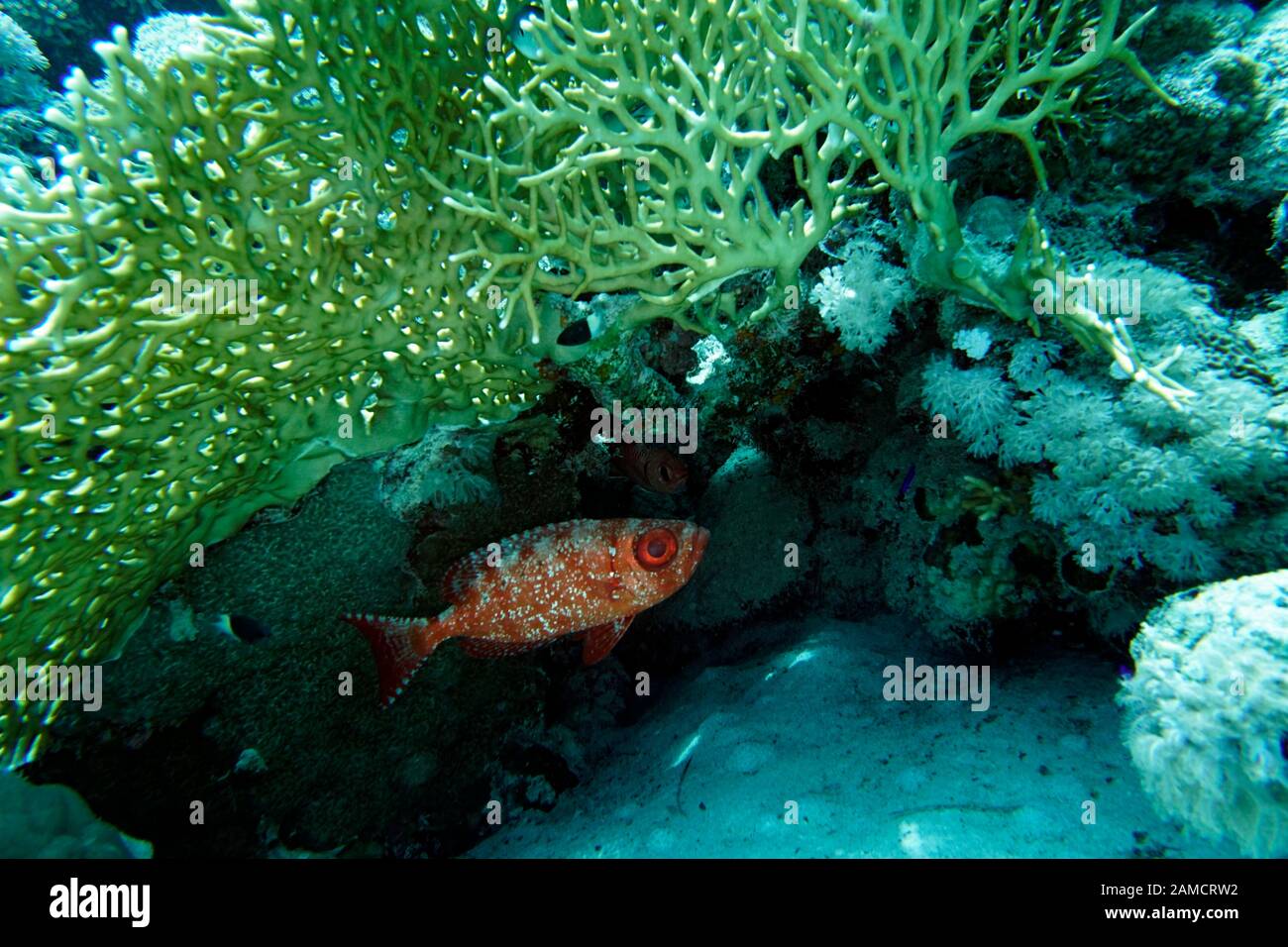 Blochs Großaugenbarsch (Priacanthus blochii) unter einer Netz ...