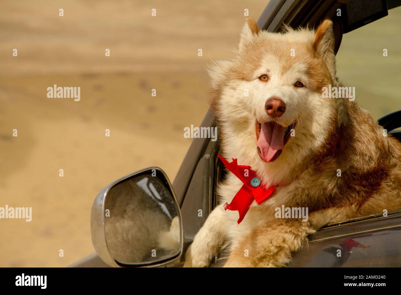 Peruanische hunde -Fotos und -Bildmaterial in hoher Auflösung – Alamy