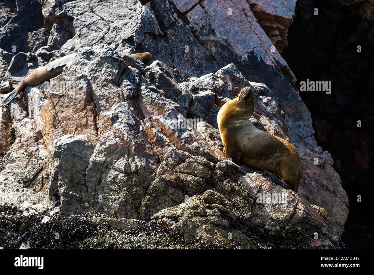 Seelöwen sonnen sich in der Sonne auf einem Felsen Ballestas-Inseln ...