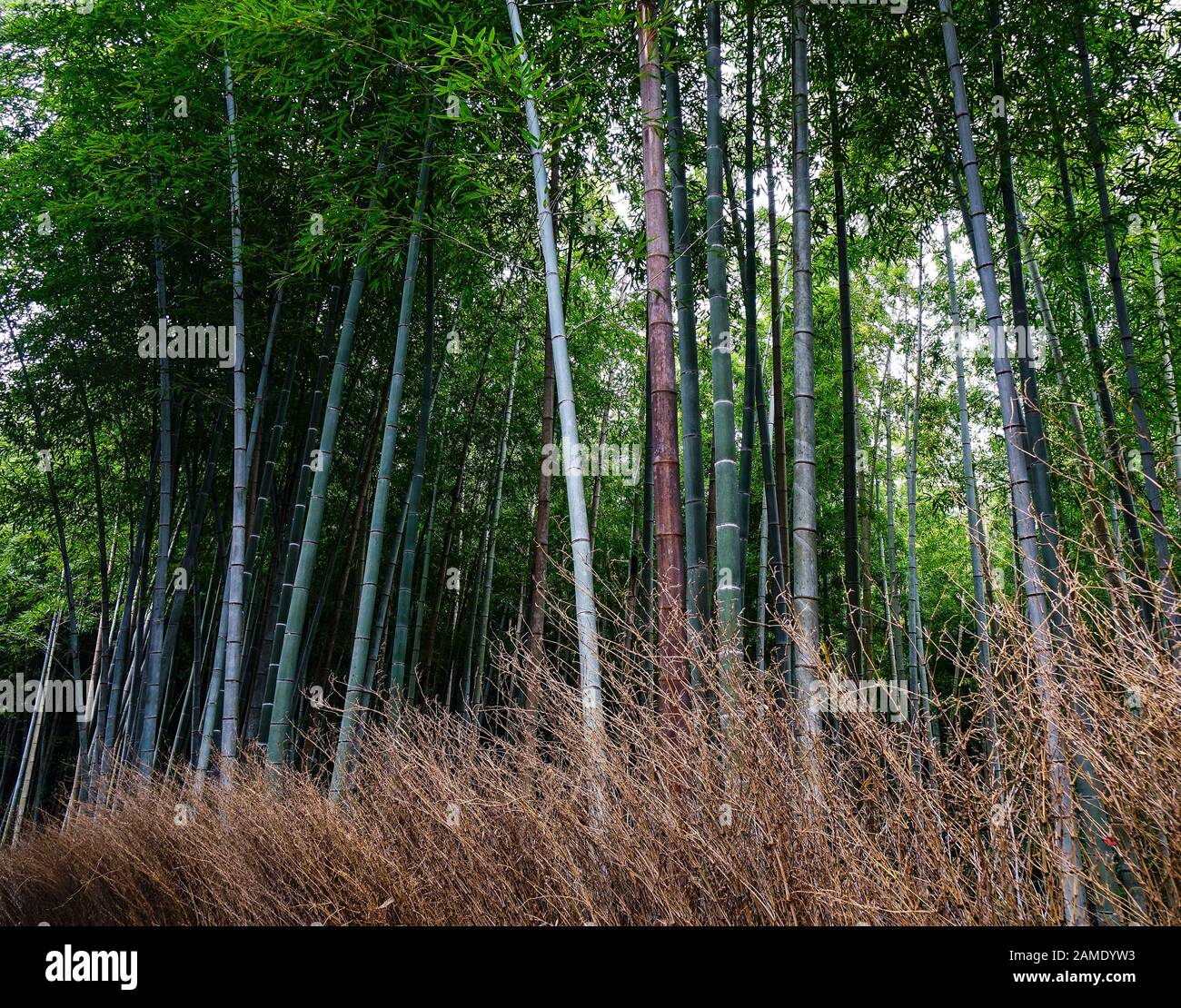 Arashiyama-Bambuswald in Kyoto Japan. Der Bambushain ist eine der ...