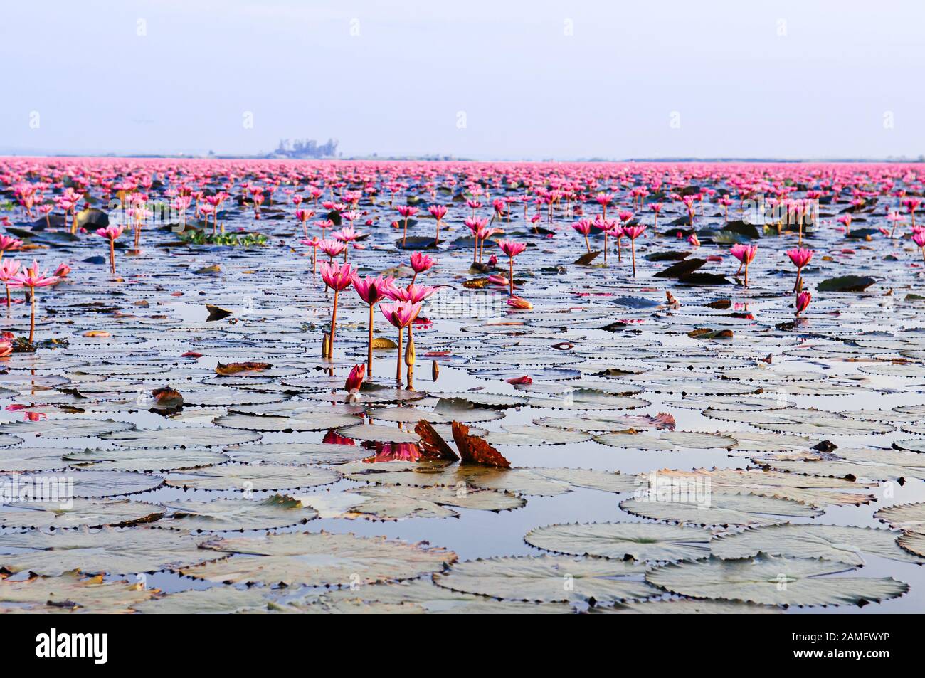 Roter lotus see kumphawapi -Fotos und -Bildmaterial in hoher Auflösung ...