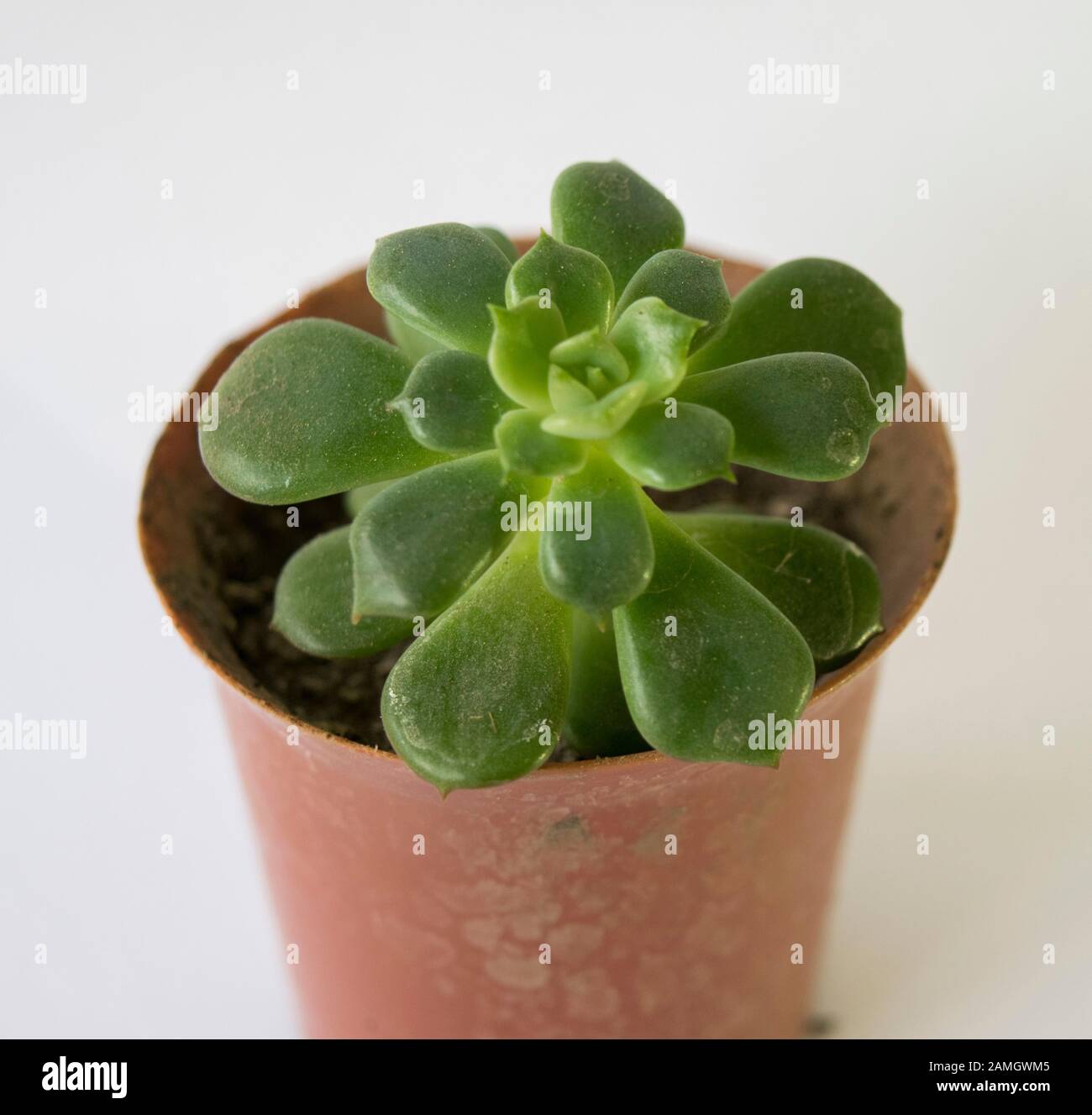 Plantas fondo blanco -Fotos und -Bildmaterial in hoher Auflösung – Alamy