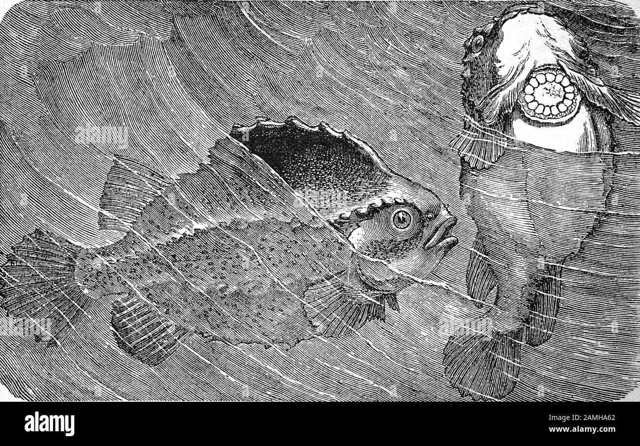 Zeichnungen von fischen aus dem 19 jahrhundert -Fotos und -Bildmaterial ...