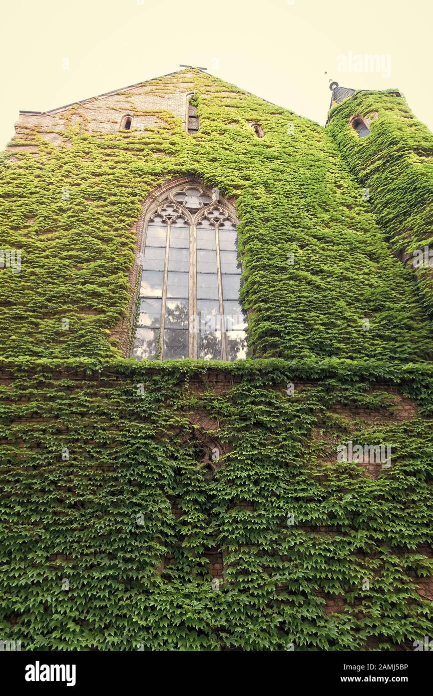 Wachsende Efeu oder andere Kletterer Aufbau Wand viele Vorteile haben ...