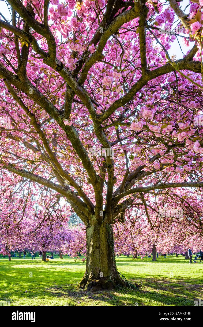 Japanischer kirschbaum -Fotos und -Bildmaterial in hoher Auflösung – Alamy