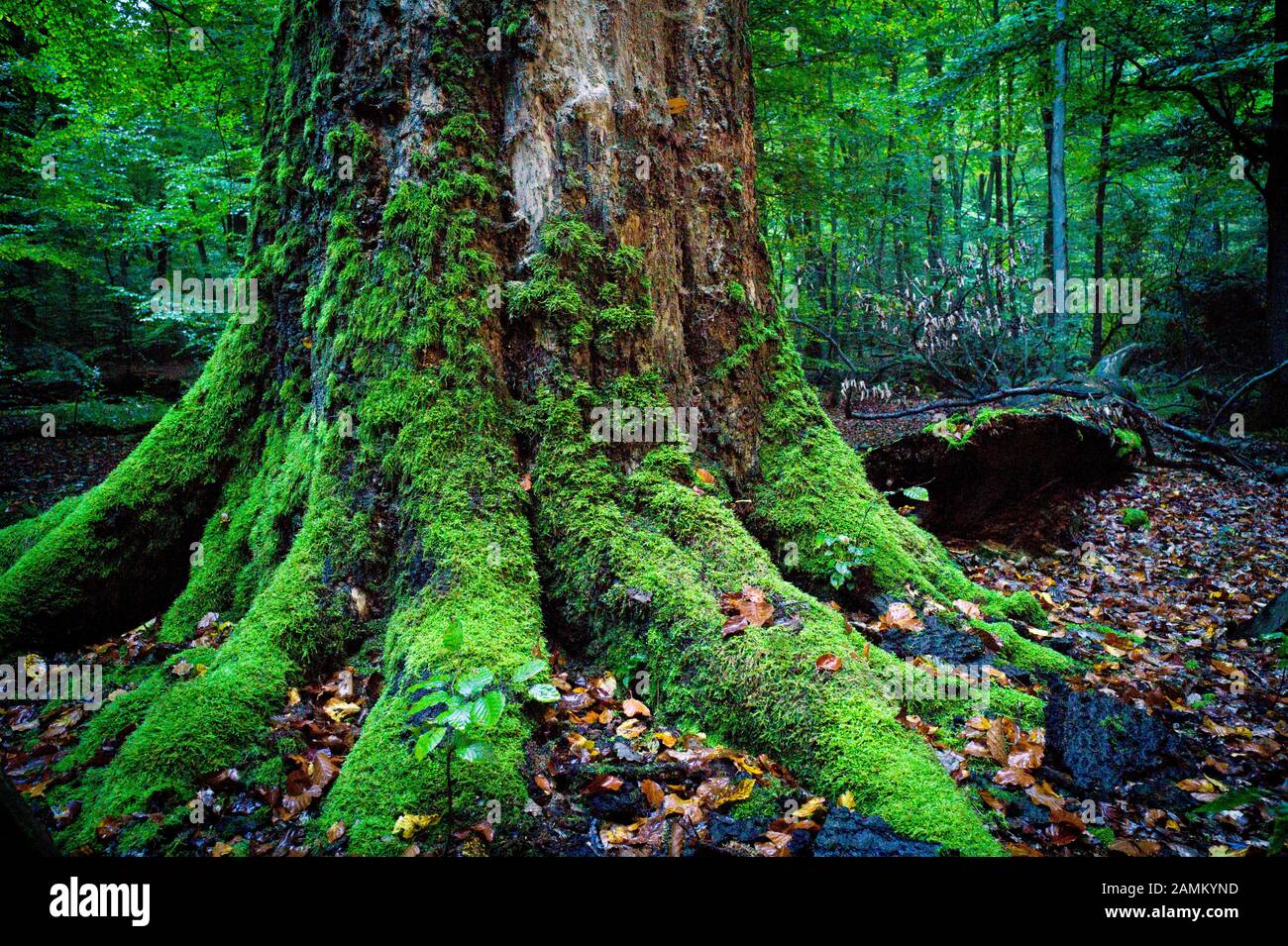 Baumwurzeln mit moos bedeckt -Fotos und -Bildmaterial in hoher ...