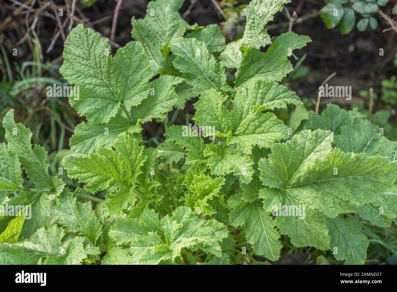 Kleine radieschenpflanzen -Fotos und -Bildmaterial in hoher Auflösung ...