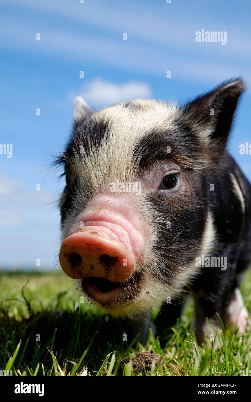 Miniatur schweine -Fotos und -Bildmaterial in hoher Auflösung – Alamy