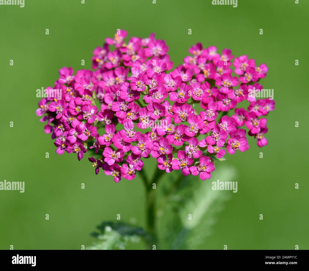 Schafgarbe, Achillea Millefolium, ist eine wichtige Heil- und ...