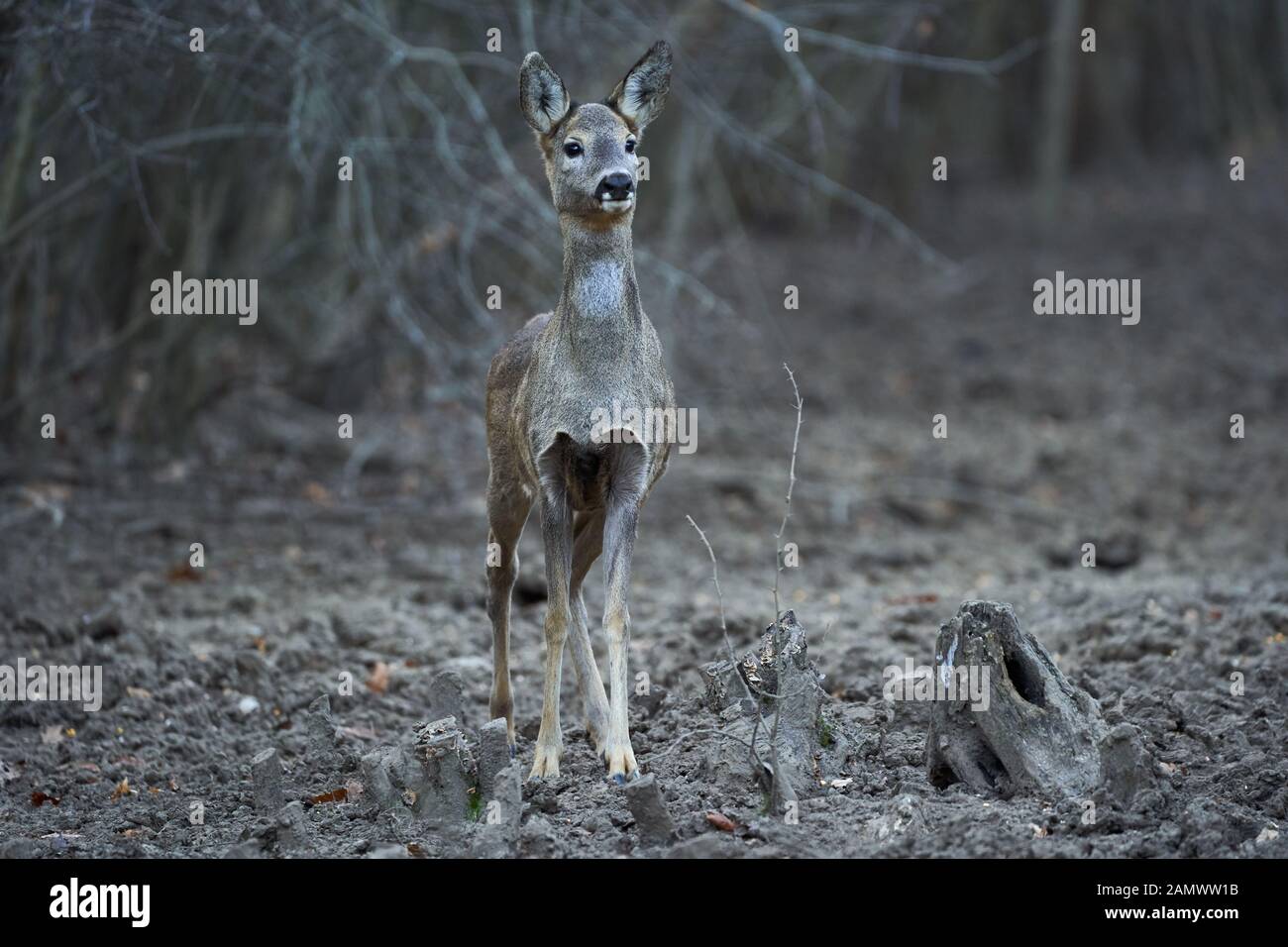 Junge Rehe (Capreolus capreolus) an der Futterstelle im Wald, mit ...