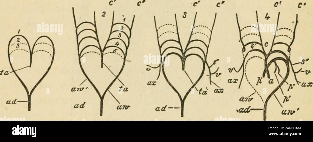 Die Gesetze und die Mechanismen der Zirkulation, mit dem Prinzip der ...