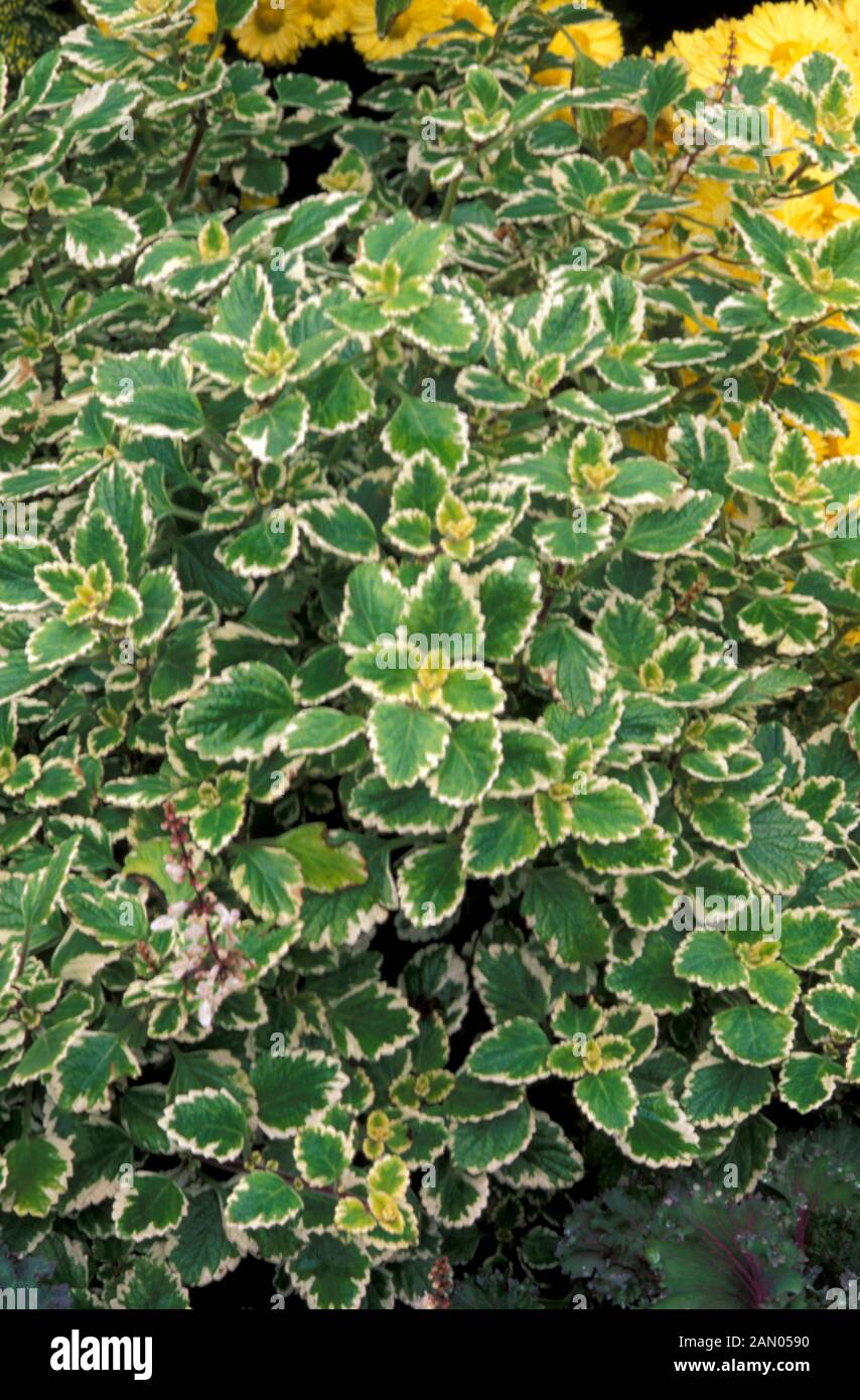 Mentha suaveolens variegata -Fotos und -Bildmaterial in hoher Auflösung ...