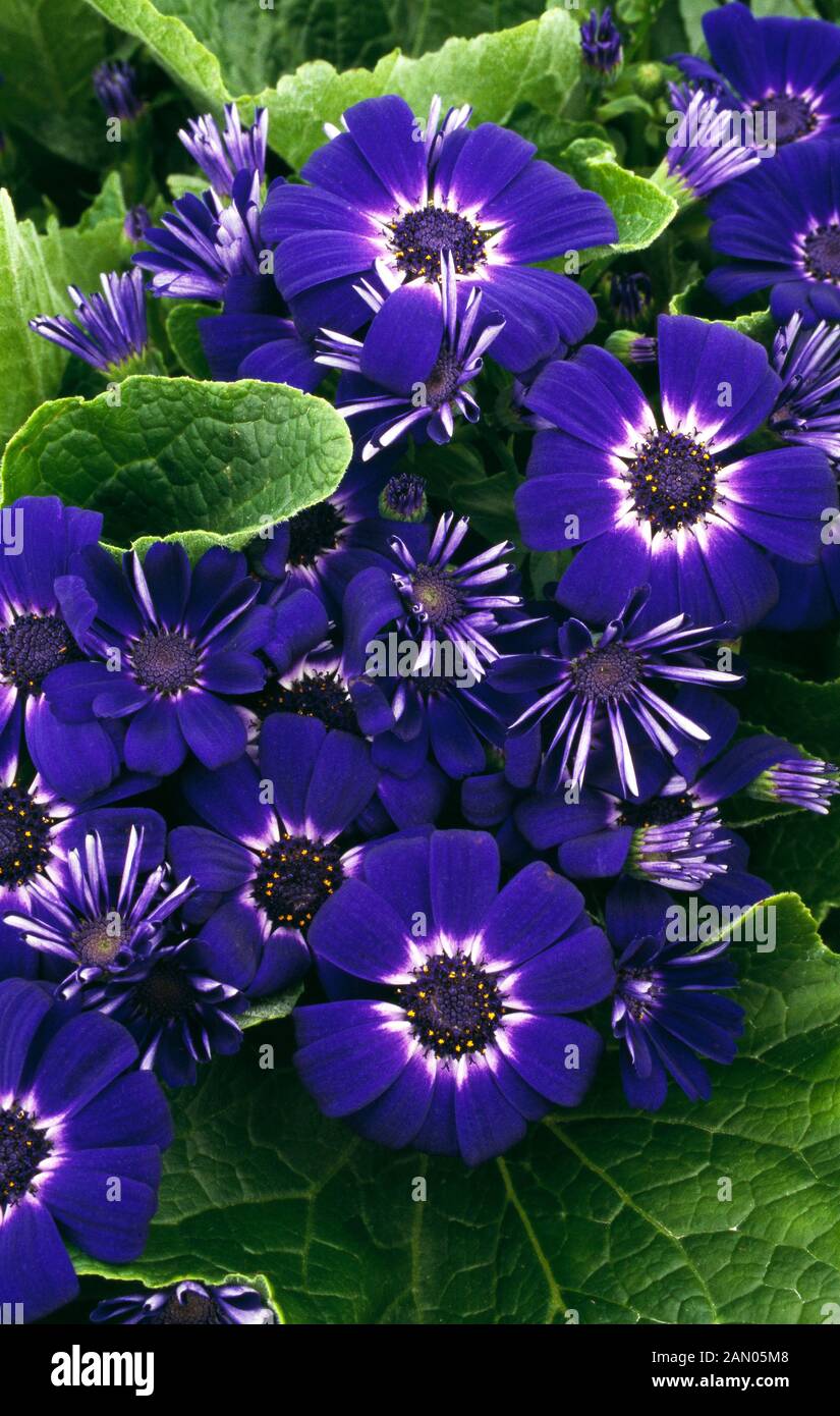 Cineraria pericallis hybrida -Fotos und -Bildmaterial in hoher ...