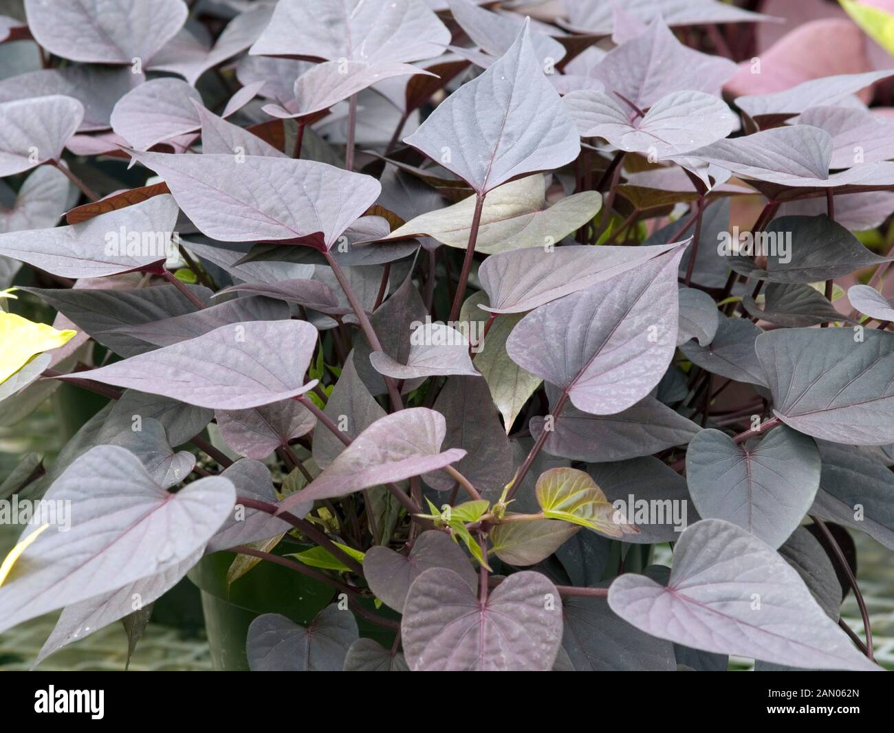 Ipomoea batatas purple -Fotos und -Bildmaterial in hoher Auflösung – Alamy