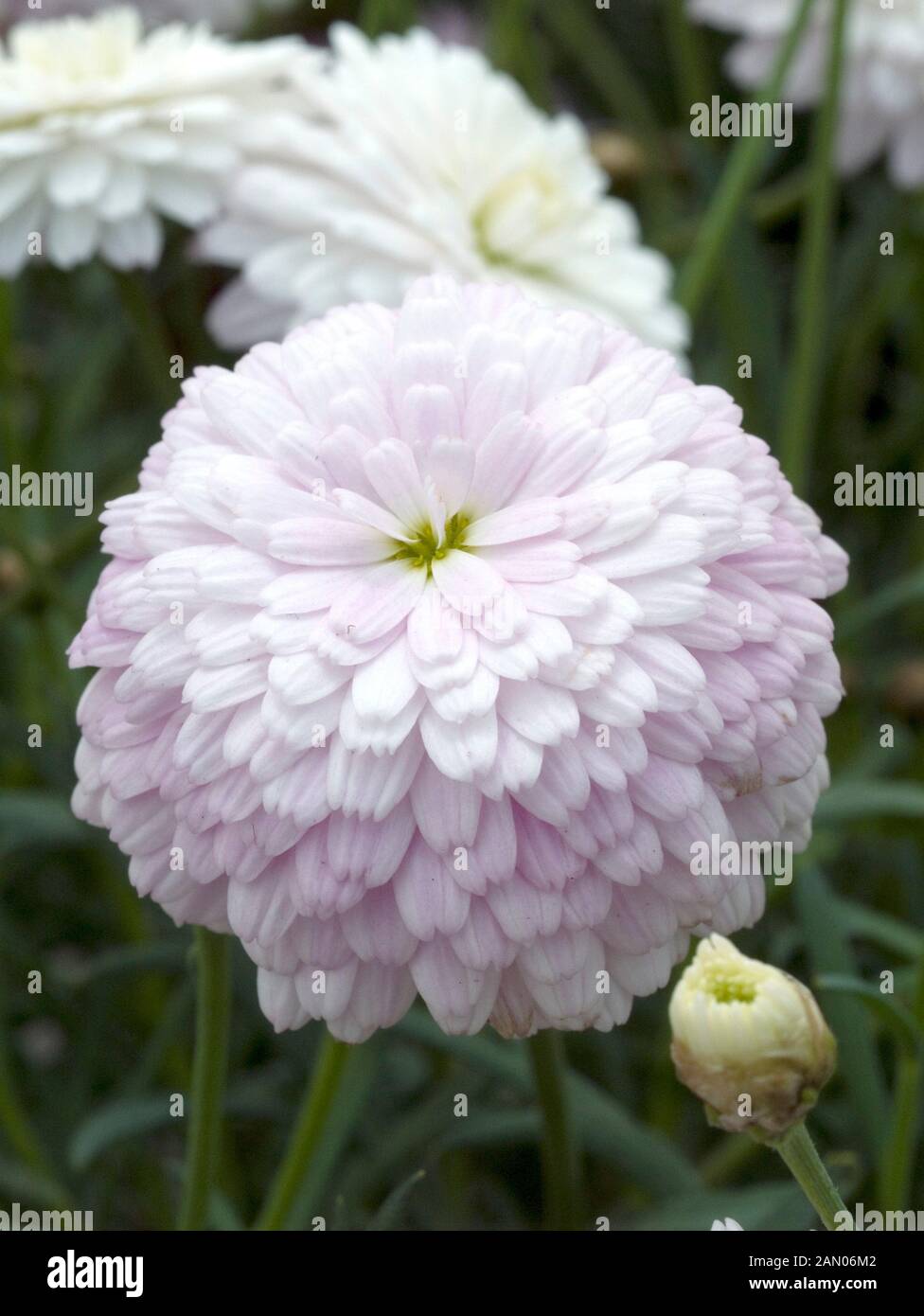 First blush -Fotos und -Bildmaterial in hoher Auflösung – Alamy