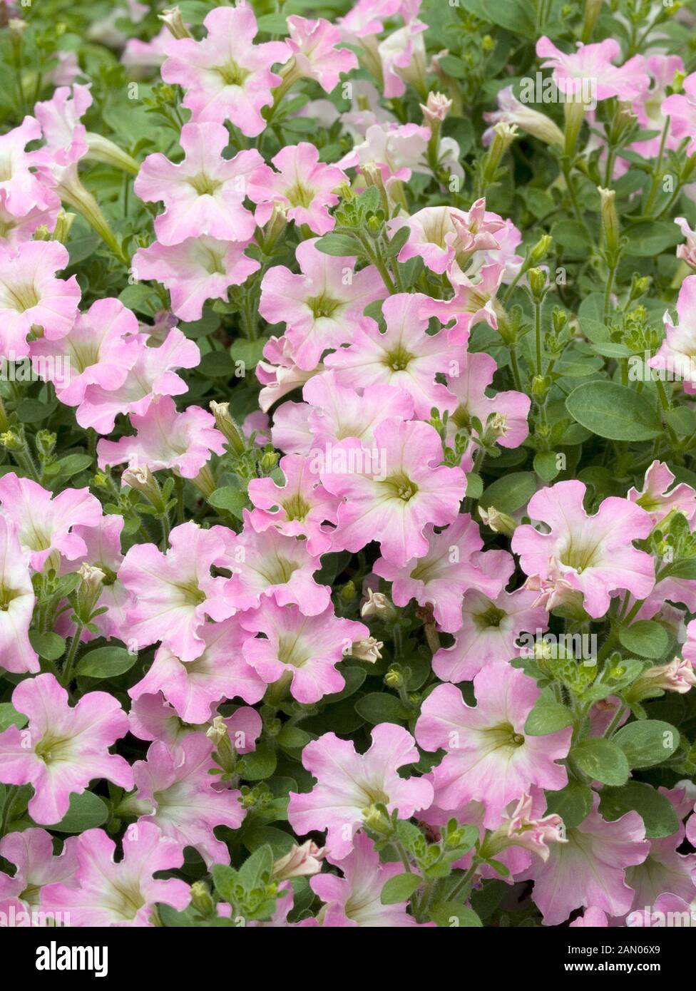 Rosa stern -Fotos und -Bildmaterial in hoher Auflösung – Alamy