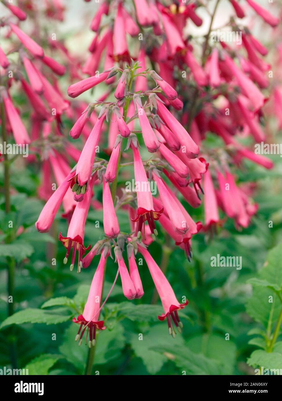 Phygelius rectus -Fotos und -Bildmaterial in hoher Auflösung – Alamy