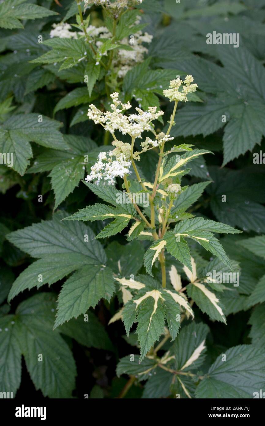 Filipendula ulmaria variegata -Fotos und -Bildmaterial in hoher ...