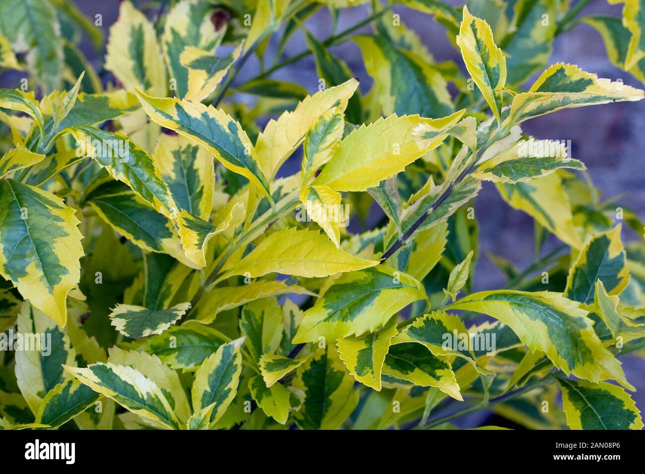 Goldener rand -Fotos und -Bildmaterial in hoher Auflösung – Alamy