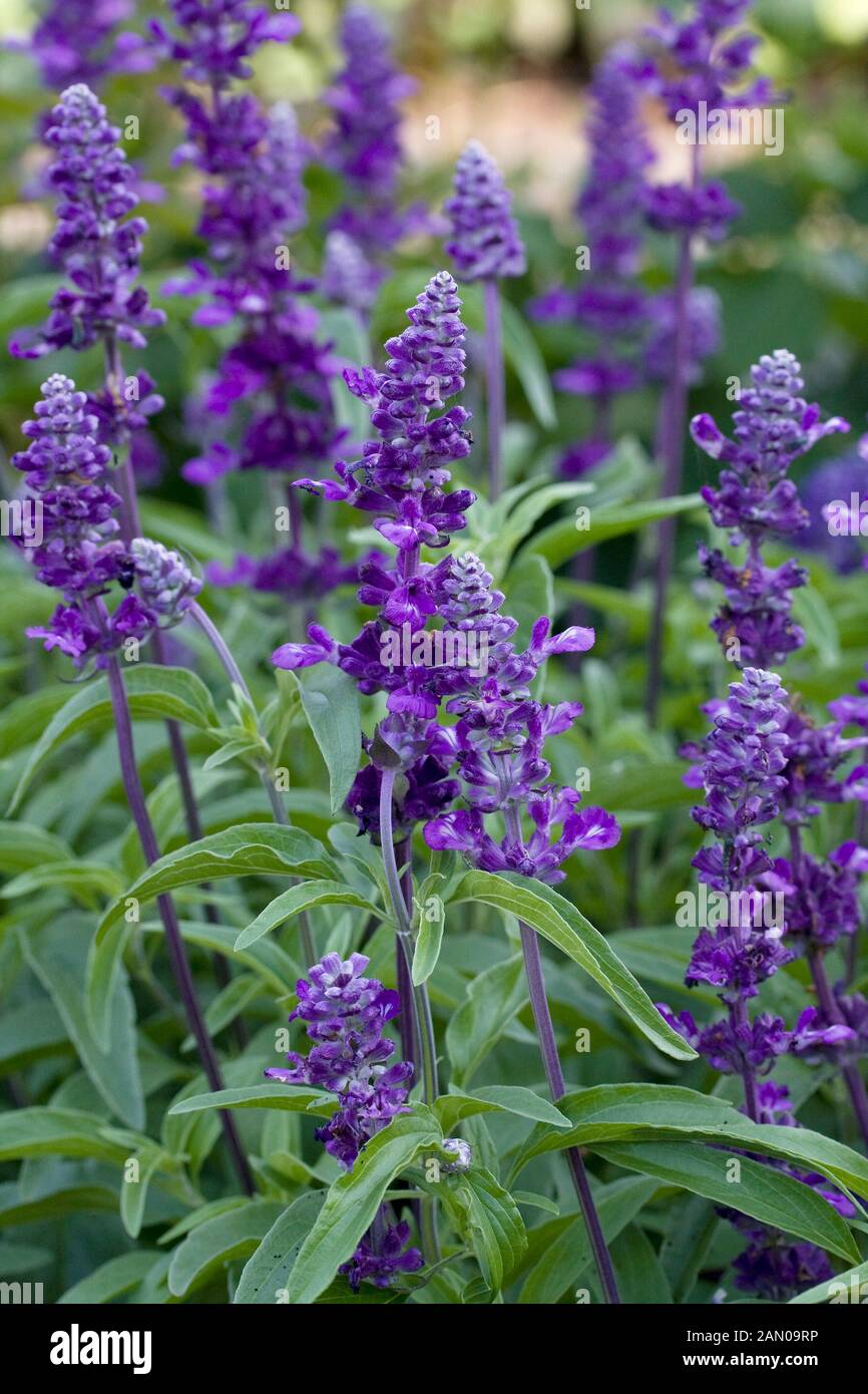 Salvia farinacea evolution -Fotos und -Bildmaterial in hoher Auflösung ...