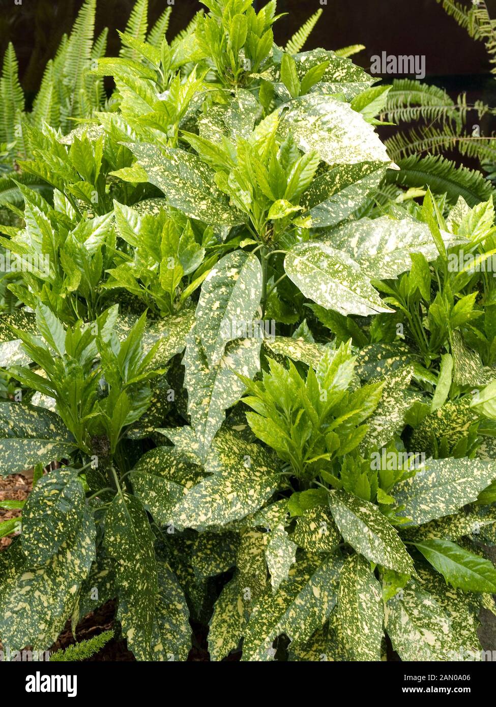 Aucuba japonica variegata -Fotos und -Bildmaterial in hoher Auflösung ...