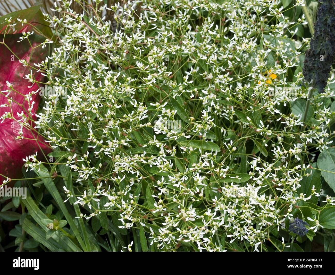 Diamant frost -Fotos und -Bildmaterial in hoher Auflösung – Alamy