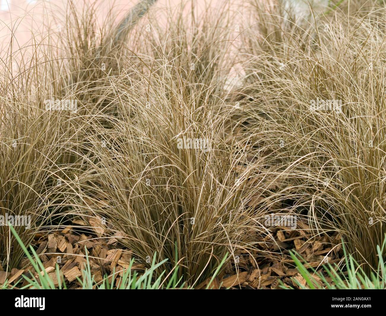 Bronco gras -Fotos und -Bildmaterial in hoher Auflösung – Alamy