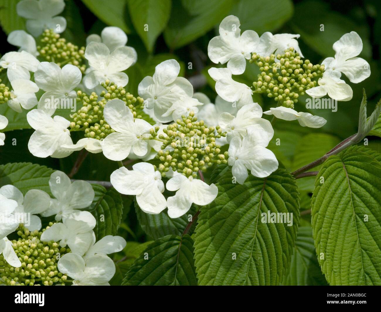 Faszinierend Viburnum Mariesii Plicatum Fotos
