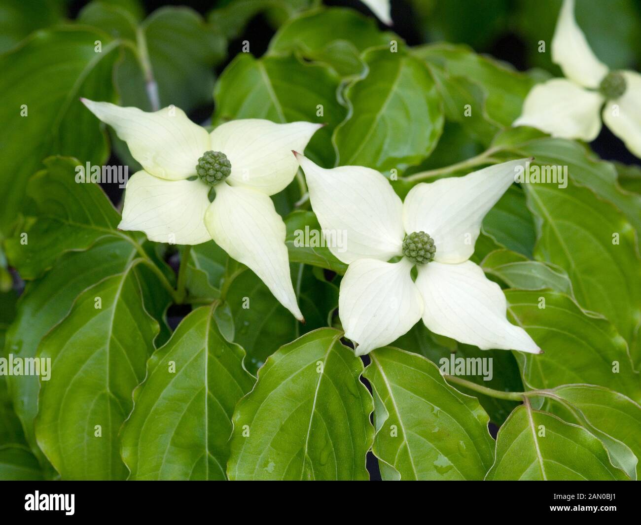 Cornus kousa foliage -Fotos und -Bildmaterial in hoher Auflösung – Alamy