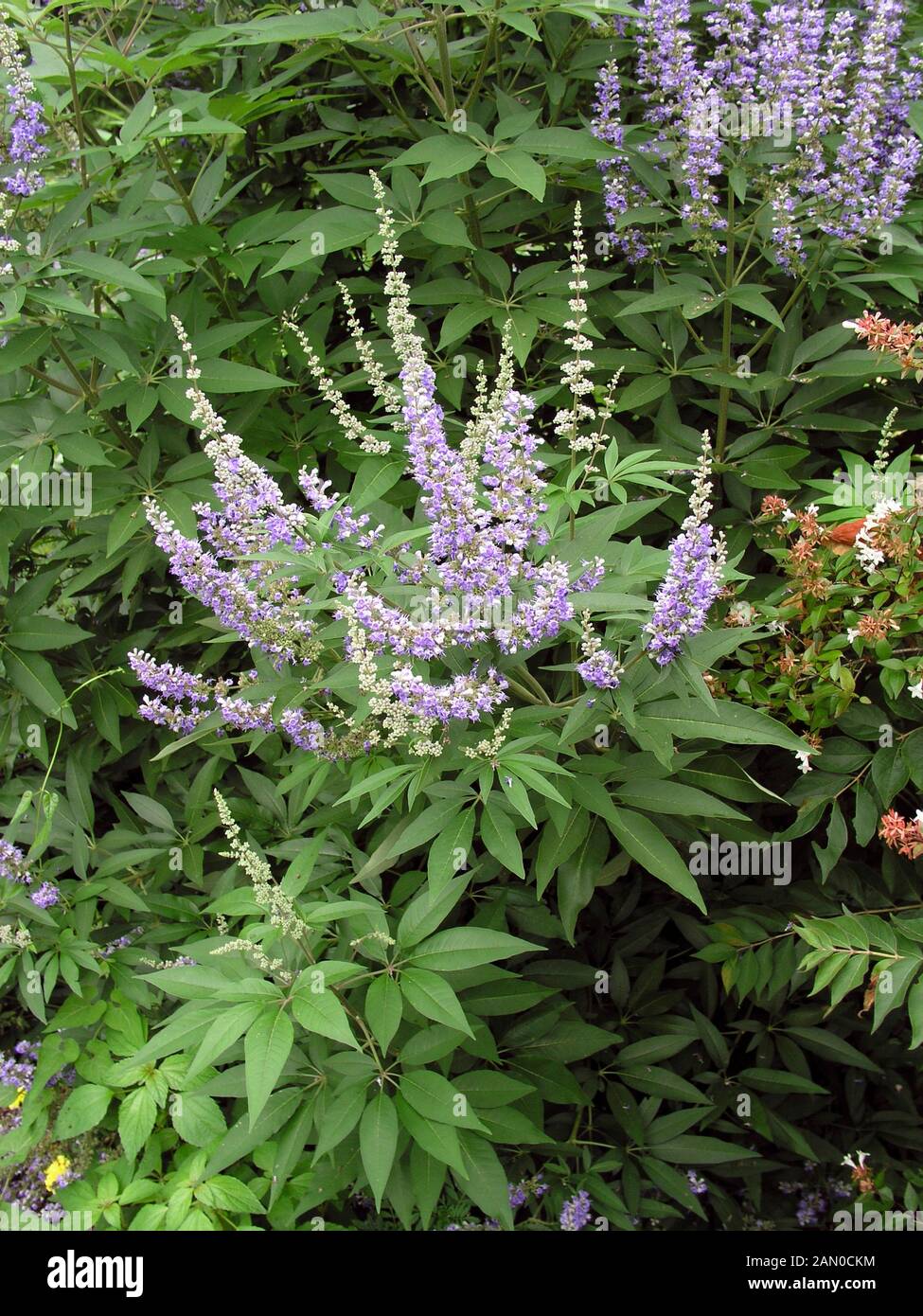 Vitex agnus castus -Fotos und -Bildmaterial in hoher Auflösung – Alamy