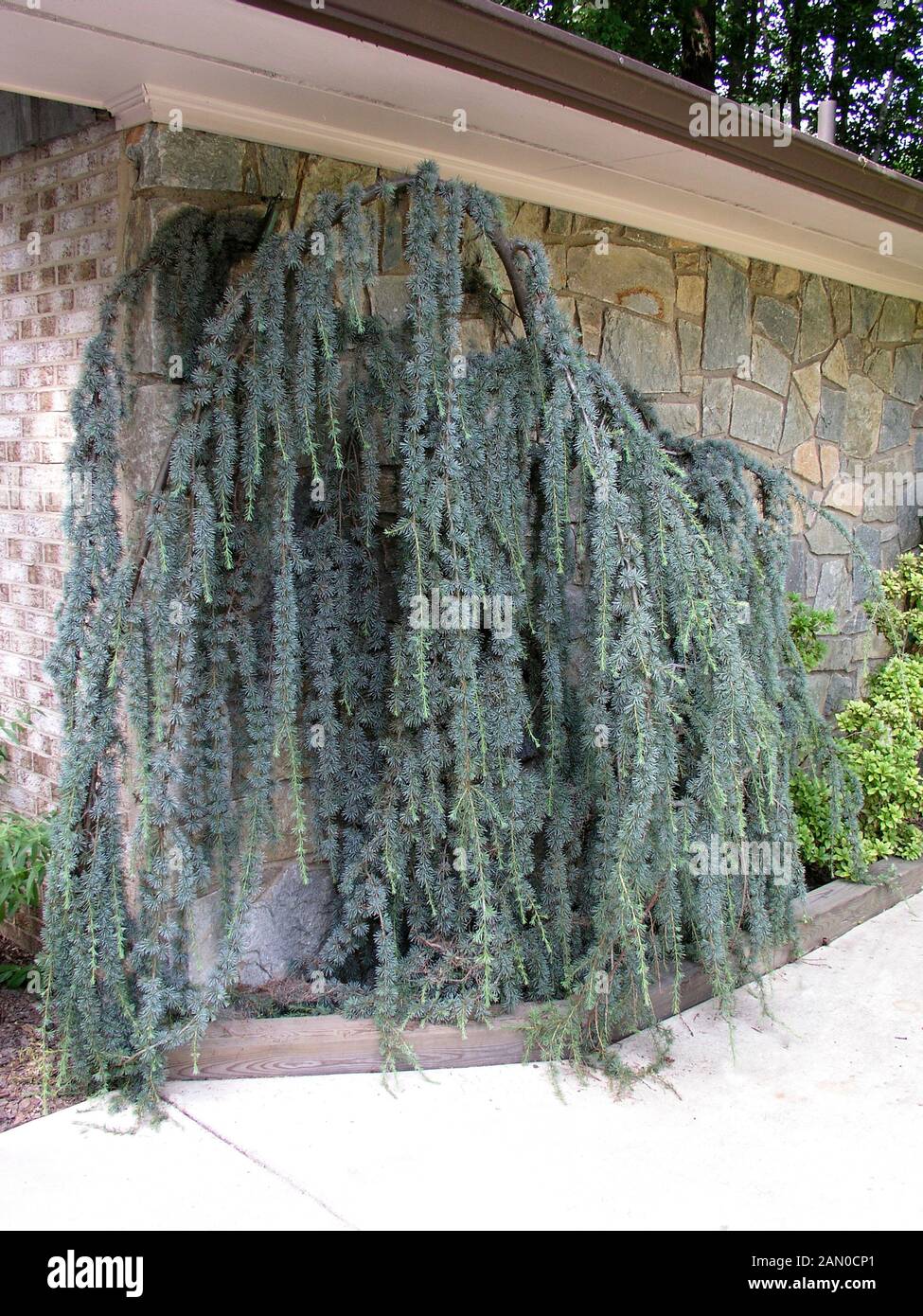 Blaue atlantische zeder -Fotos und -Bildmaterial in hoher Auflösung – Alamy