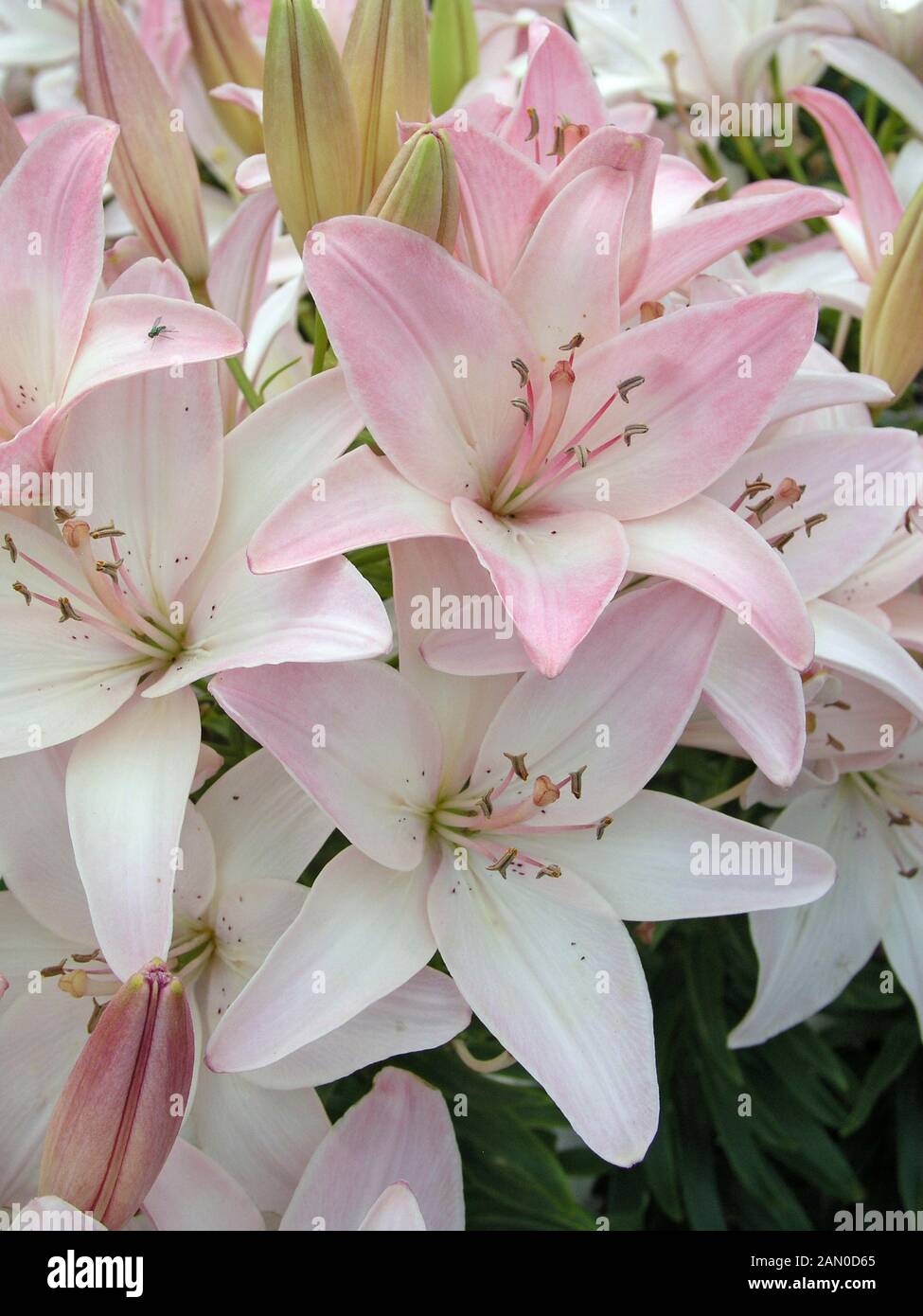 Lily marlene -Fotos und -Bildmaterial in hoher Auflösung – Alamy