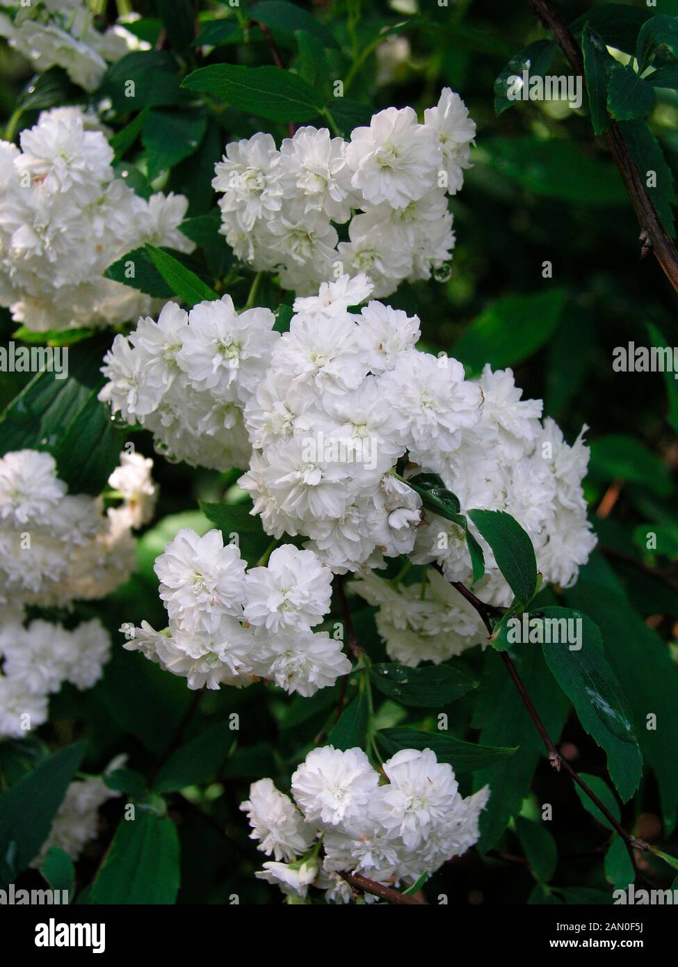 Spiraea cantoniensis lanceata -Fotos und -Bildmaterial in hoher ...