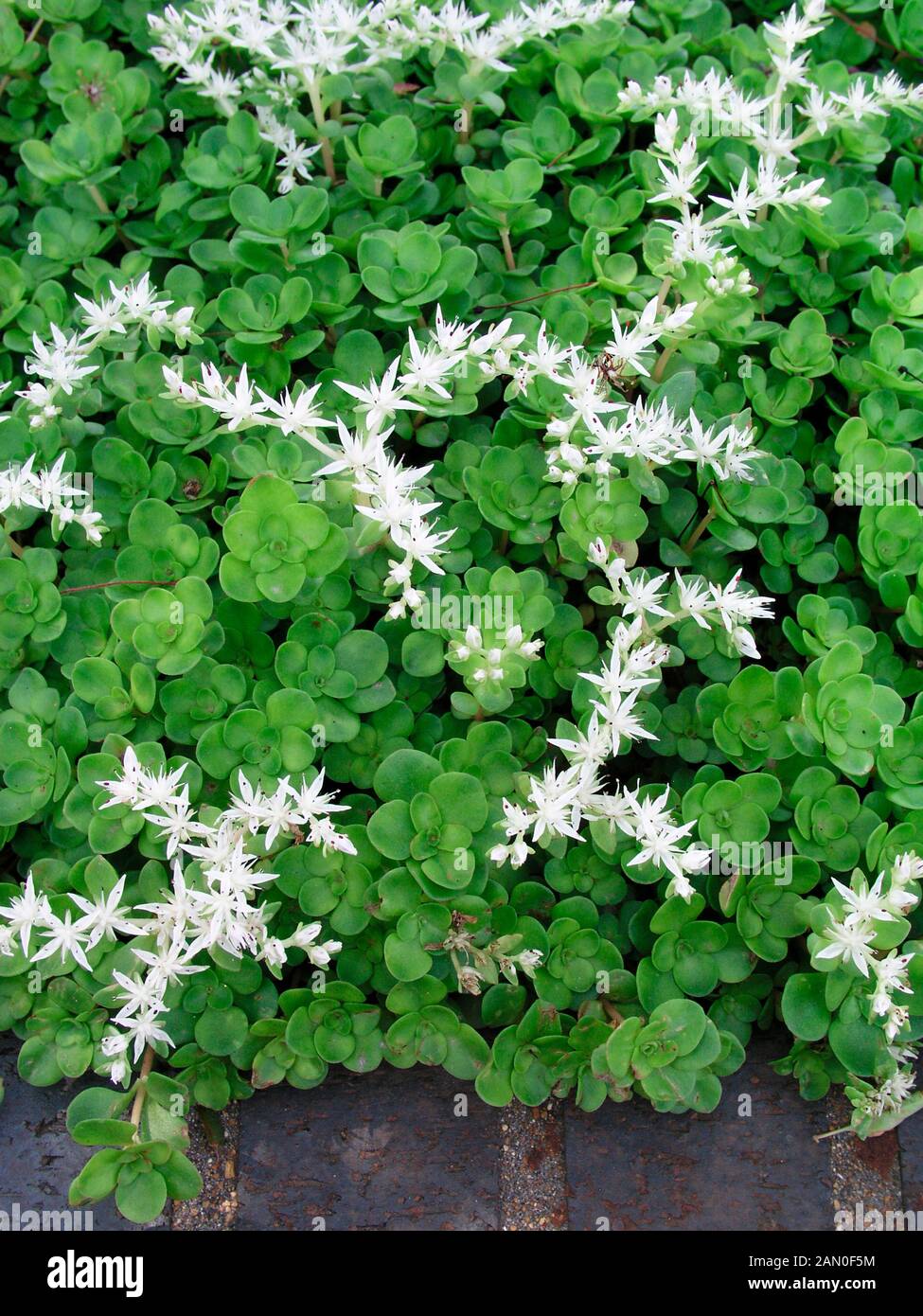 Sedum ternatum -Fotos und -Bildmaterial in hoher Auflösung – Alamy