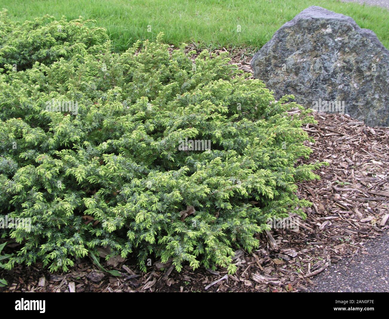 Juniperus communis -Fotos und -Bildmaterial in hoher Auflösung - Seite ...