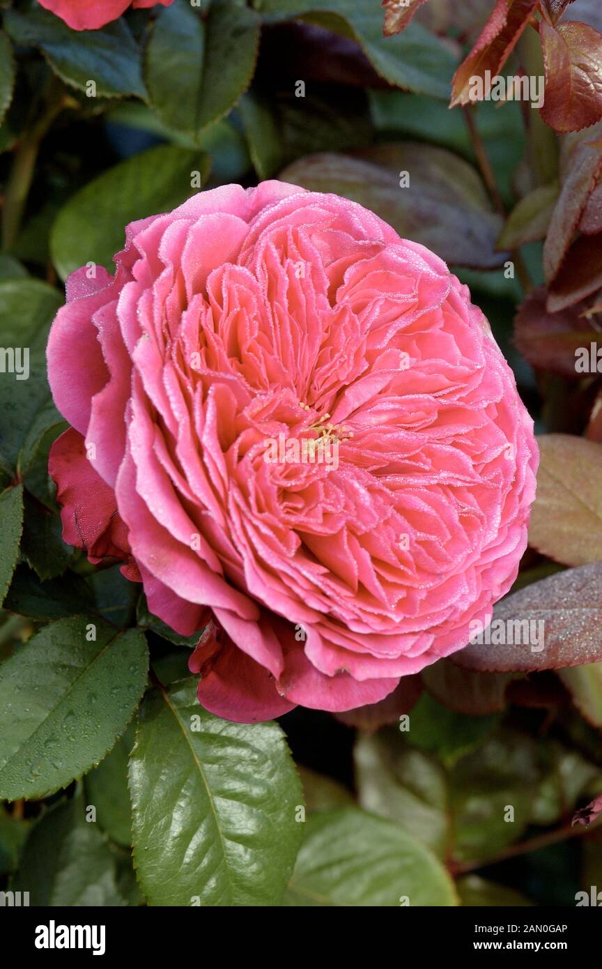 Rouge royale -Fotos und -Bildmaterial in hoher Auflösung – Alamy