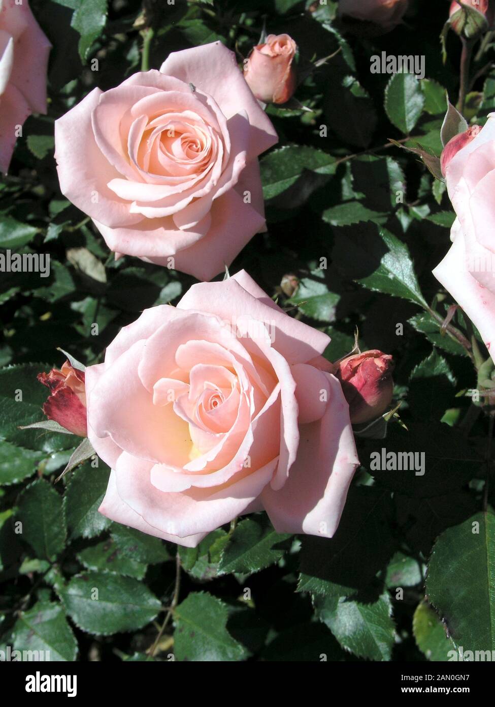 Bill warriner rose -Fotos und -Bildmaterial in hoher Auflösung – Alamy