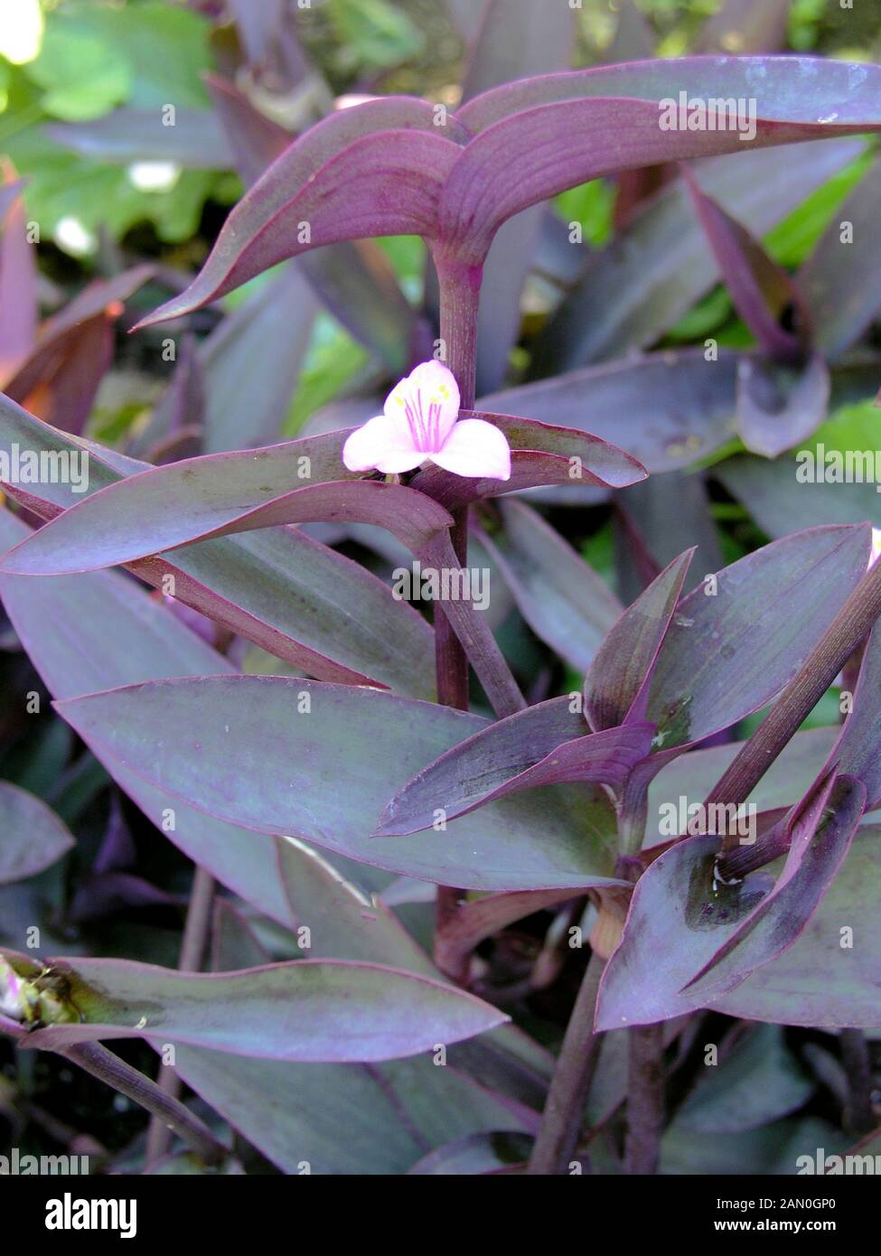 Setcreasea pallida tradescantia -Fotos und -Bildmaterial in hoher ...