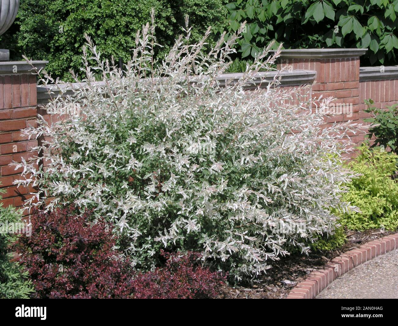 Salix hakuro nishiki Stockfotos und -bilder Kaufen - Alamy