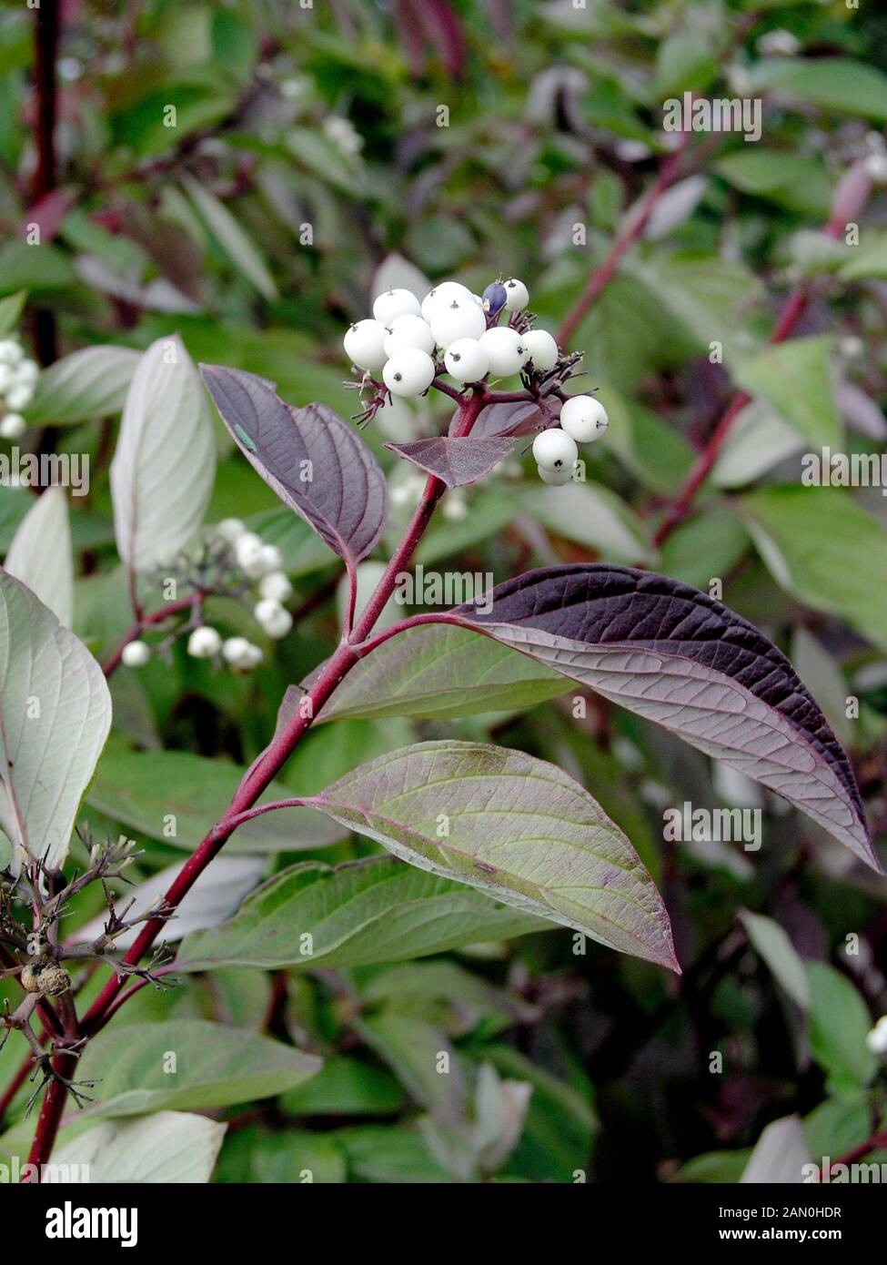 Cornus alba sibirica -Fotos und -Bildmaterial in hoher Auflösung ...