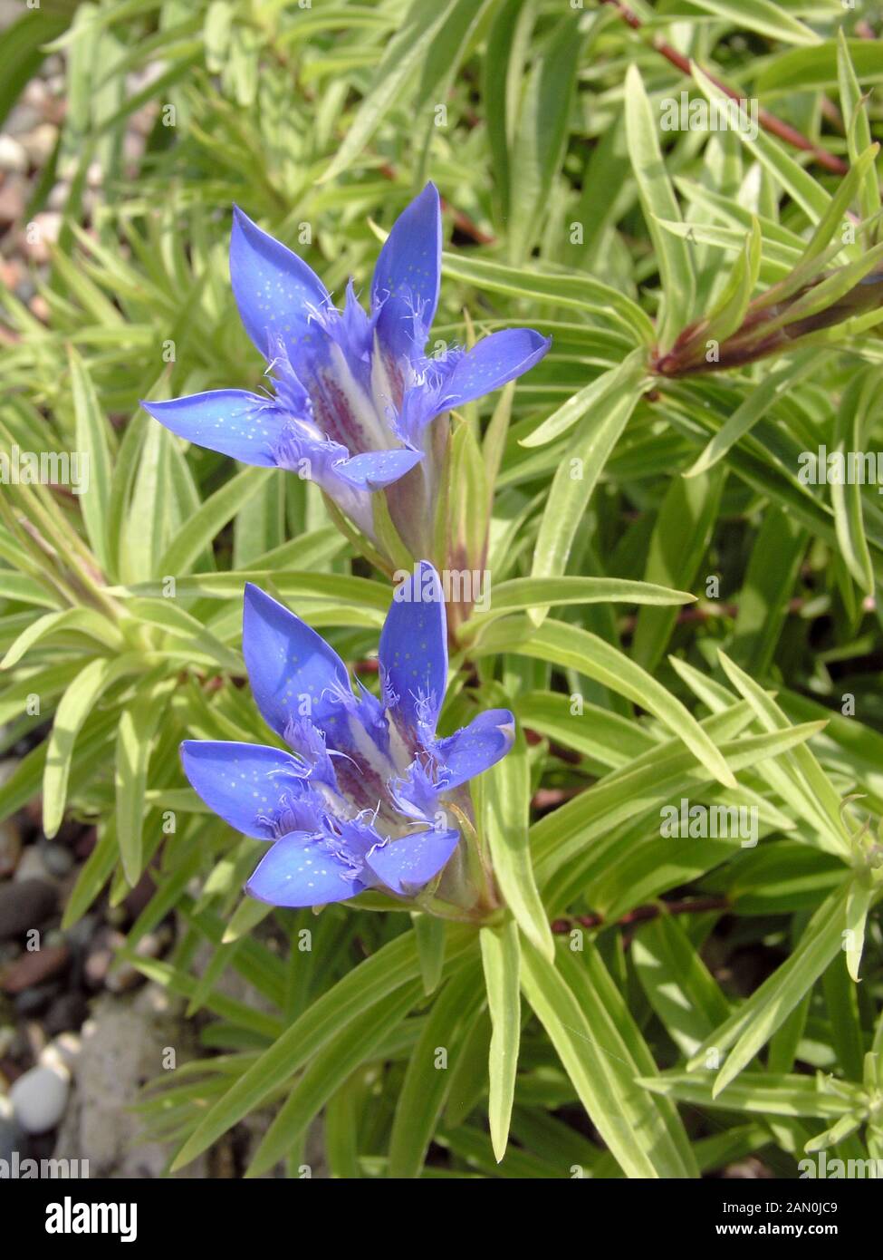 Gentiana paradoxa -Fotos und -Bildmaterial in hoher Auflösung – Alamy