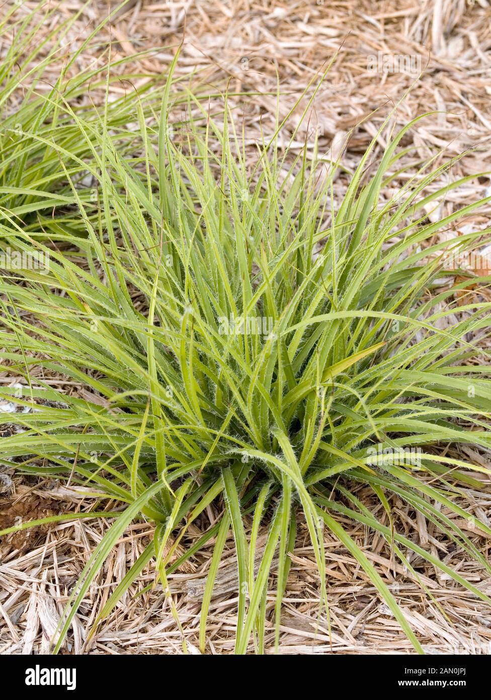 Snowy wood rush -Fotos und -Bildmaterial in hoher Auflösung – Alamy