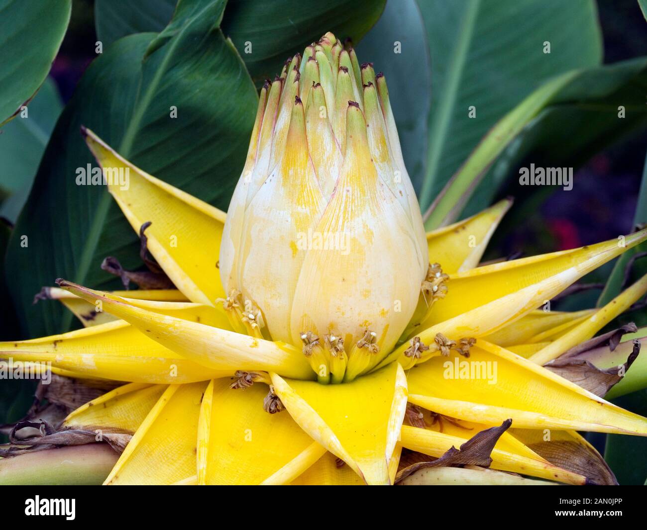 Chinesische gelbe banane musella lasiocarpa -Fotos und -Bildmaterial in ...