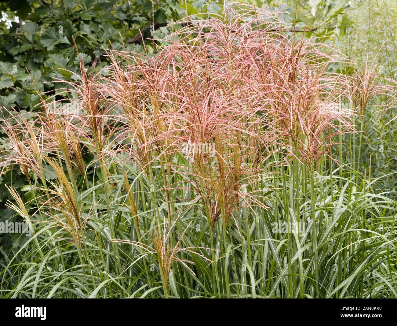 Miscanthus sinensis rotsilber -Fotos und -Bildmaterial in hoher ...