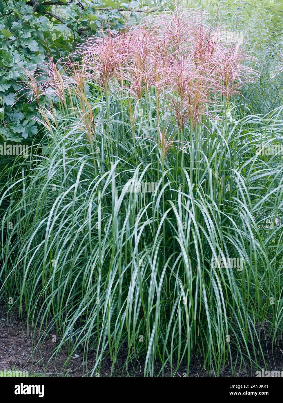 Miscanthus sinensis rotsilber -Fotos und -Bildmaterial in hoher ...