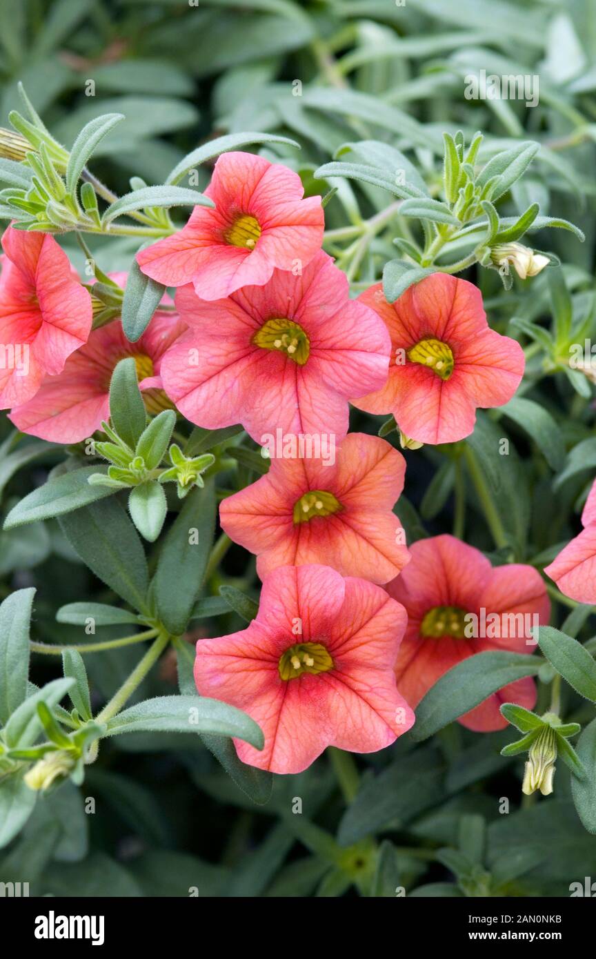 Calibrachoa hybrid -Fotos und -Bildmaterial in hoher Auflösung – Alamy