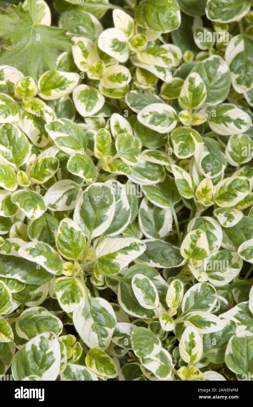Origanum variegata -Fotos und -Bildmaterial in hoher Auflösung – Alamy
