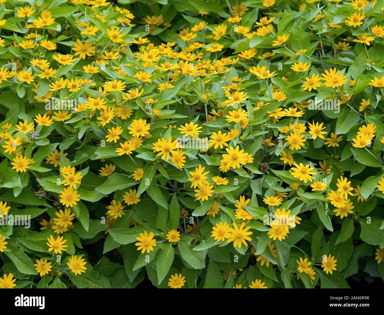 Melampodium -Fotos und -Bildmaterial in hoher Auflösung – Alamy