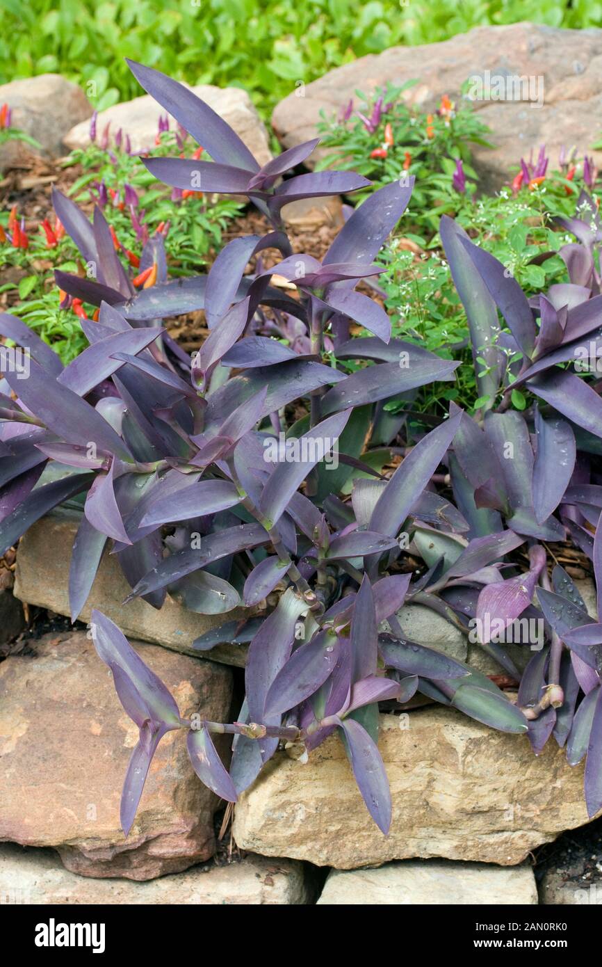 Tradescantia pallida purpurea -Fotos und -Bildmaterial in hoher ...